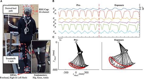 Frontiers Multi Trial Gait Adaptation Of Healthy Individuals During Visual Kinematic Perturbations