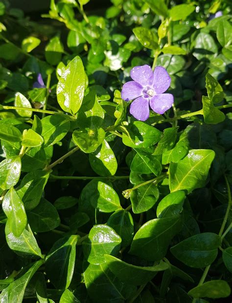 Vinca Minor Bowles 3 Litre Stewarts Garden Centre