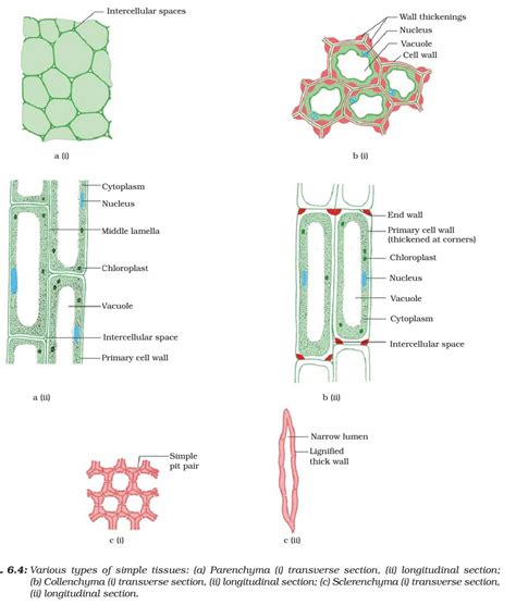 Plant Tissue Meristematic Simple Complex Permanent Tissue