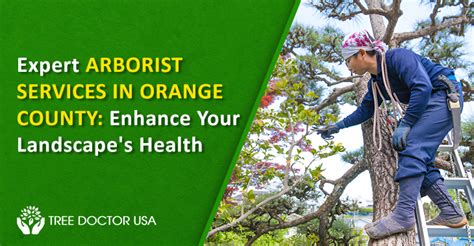 Top Signs You Need Comprehensive Tree Health Checkup