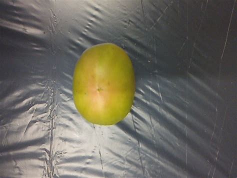 Tomato Dataset Coco 2025 Object Detection Dataset By Doingthings