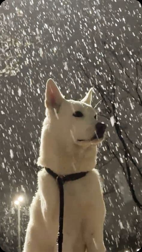 저 진짜 새벽에 숨어있는 진드기 발견하고 소름 돋았어요 보호자 촉이란 게 있는걸까요🥺 ⠀ 자기 전에 갑자기 귀를 닦아주고 싶은 거에요 얼마 전 비 맞아서 그런지