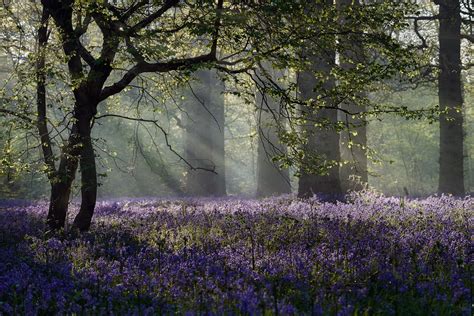 Desktop Wallpaper Forest Flowers At Tyler Mcintyre Blog