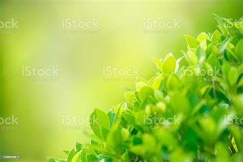 아름다운 자연은 보케와 햇빛 아래 흐린 녹지 배경에 녹색 잎을보고 배경 자연 식물 풍경 생태 벽지 개념으로 사용하여 공간을 복사합니다 0명에 대한 스톡 사진 및 기타 이미지