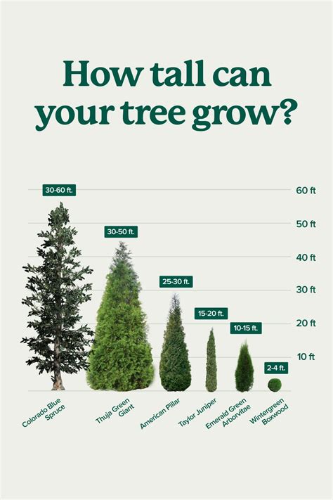 How Tall Can Your Tree Grow Large Trees For Sale