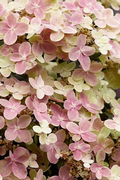 Buy Early Evolution Hydrangea Free Shipping Wilson Bros Gardens 1 Gallon Pot For Sale