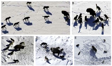 灰狼算法grey Wolf Optimizer跑23个经典测试函数含源码 Csdn博客
