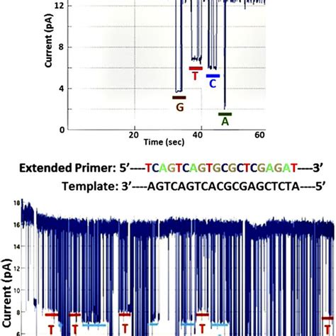 Principle Of Nanopore Sbs A Nanoporepolymerase Sequencing Engine A
