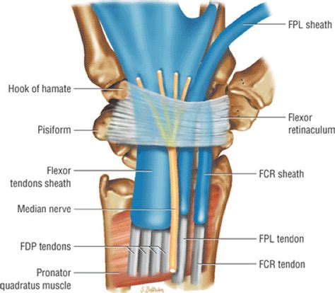 Flexor Retinaculum Chapter 11 The Hand Jffa