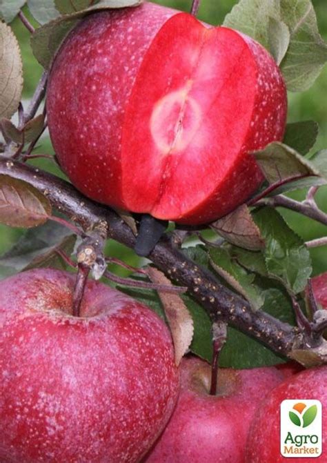 Яблуня червономяса Ред Кетті Red Katty літній сорт середній термін дозрівання купити