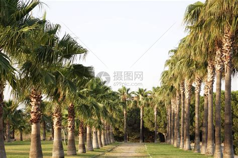 棕榈树长高一行沿着高清图片下载 正版图片505764652 摄图网