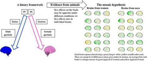 Beyond The Binary Rethinking Sex And The Brain Neuroscience Biobehavioral Reviews X MOL
