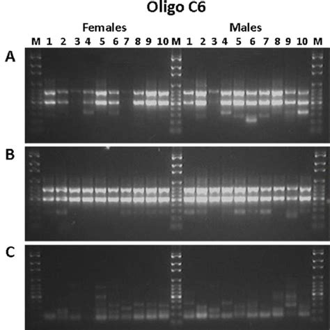 Scute Patterns And Shell Morphology Of The Sea Turtle Species