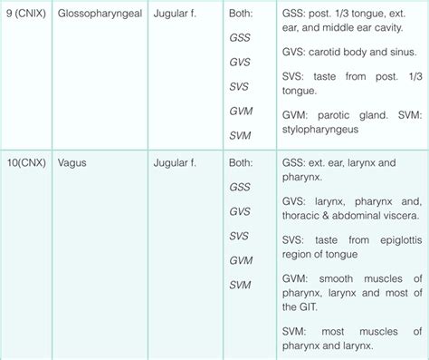 Cranial Nerves Function Table Anatomy And Faqs
