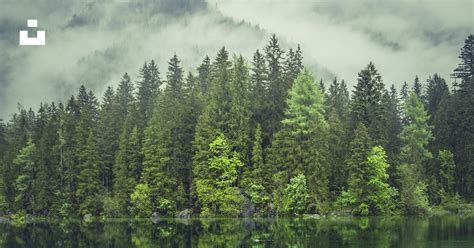 낮에는 강 근처의 키 큰 나무들 사진 Unsplash의 무료 자연 이미지