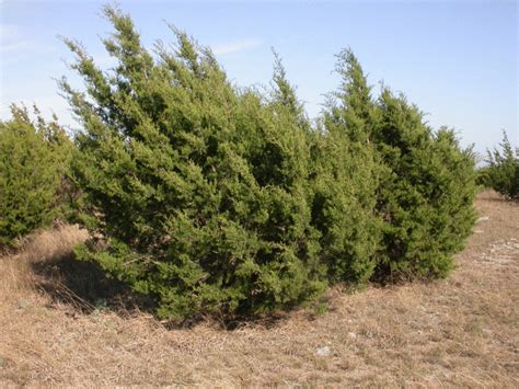 Juniperus Ashei Alchetron The Free Social Encyclopedia