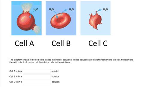 Solved Please Answer Above Cell A Cell B Cell C The Diagram Shows Red Course Hero