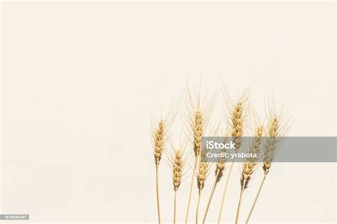 송곳니가있는 시리얼 작물의 상단보기 귀 복사 공간이있는 베이지 색 배경의 햇빛에 듀럼 밀 곡물 작물 테이블 위에 밀의 귀가있는 평평한 누워 최소한의 정물 수확 개념 0명에