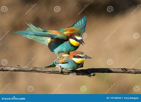 Common Bee Eater Merops Apiaster Birds Make Love Sex Stock Image Image Of Eater Golden