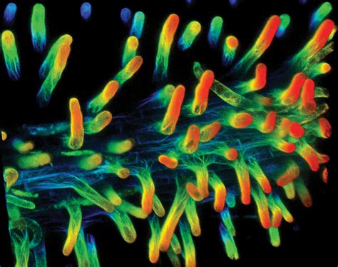 Nasa Svs Plant Actin Cytoskeleton And Microgravity