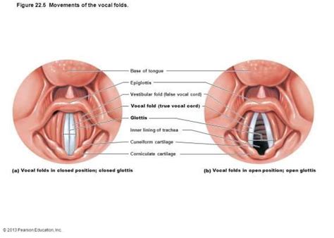 The Process Of Phonation