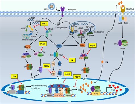 Immune Evasion Of Porcine Enteric Coronaviruses And Viral Modulation Of