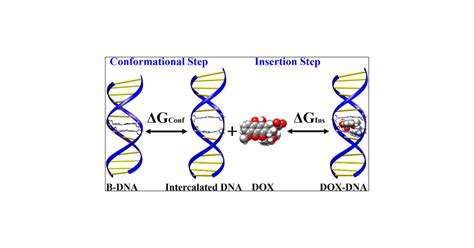 Doxorubicin Intercalation