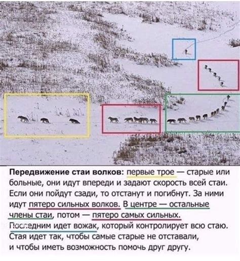 Веселые факты о животных