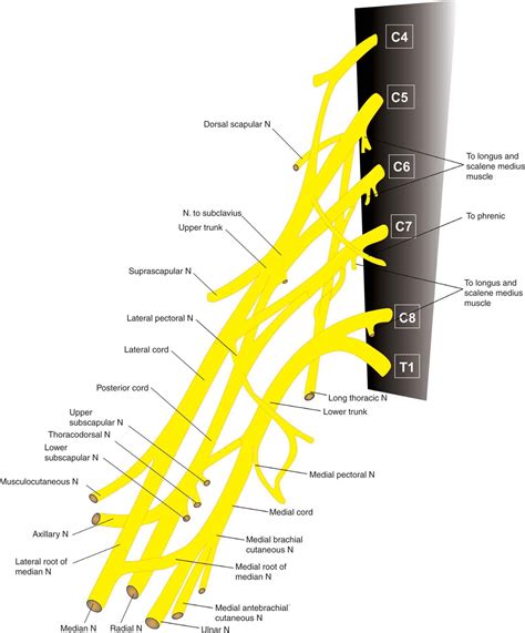 Supraclavicular Brachial Plexus Block Hadzic S Peripheral Nerve My My Xxx Hot Girl