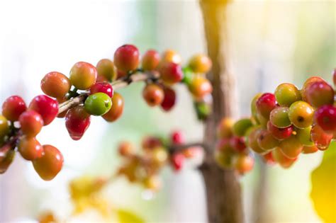 나무 농장에 신선한 유기농 빨간 원시와 잘 익은 커피 체리 콩을 닫습니다 과일에 대한 스톡 사진 및 기타 이미지 과일 나무