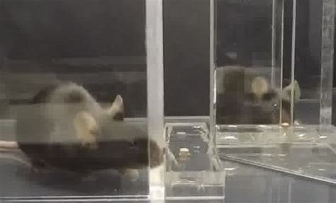 Cholecystokinin Facilitates Motor Skill Learning By Modulating Neuroplasticity In The Motor