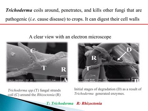 Avs Trichodrma As A Biocontrol Agent Ppt