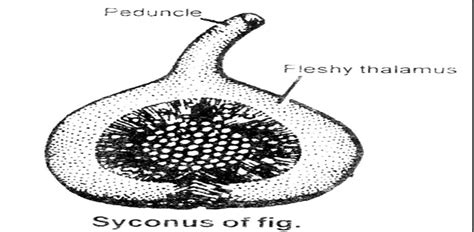 Seeds And Fruits Biology4isc