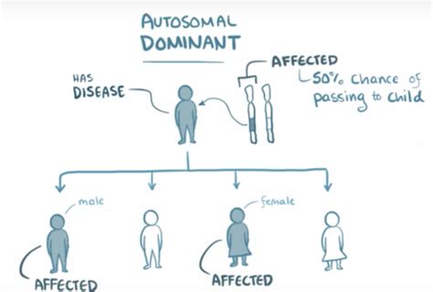 Huntingtons Disease 2b Flashcards Quizlet