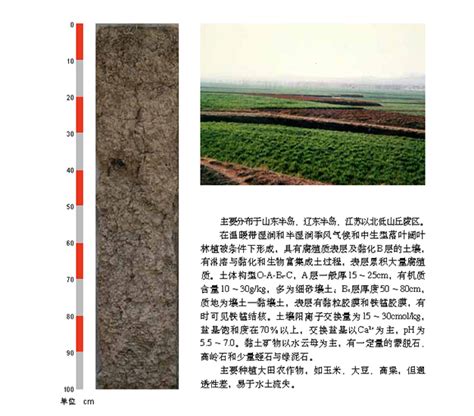 棕壤 棕壤土 第7页 大山谷图库