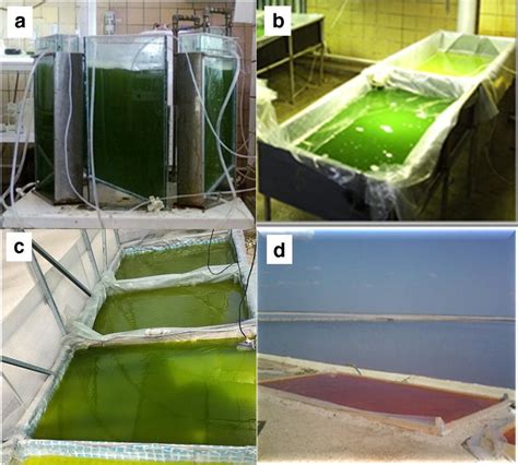 General View Of The Photobioreactors And Ponds For D Salina Download Scientific Diagram