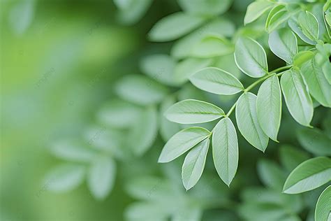 A Green Leafy Background With Tree In The Foreground Green Leafy
