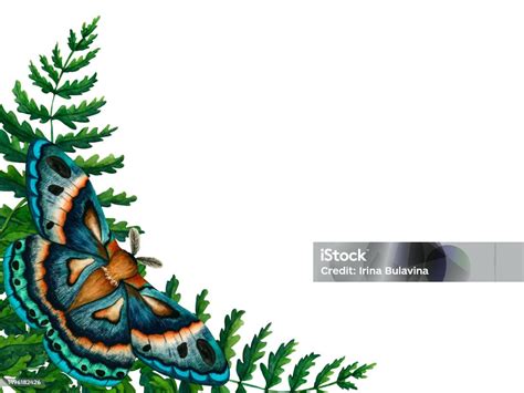 고사리와 푸른 녹색 나방 수채화 물감이 있는 프레임은 초록색 녹지 가지 나뭇가지 줄기 벽 예술을 위한 흰색 배경에 분리된 숲 식물로 그림을 그렸다 디자인을 위한 클립 아트