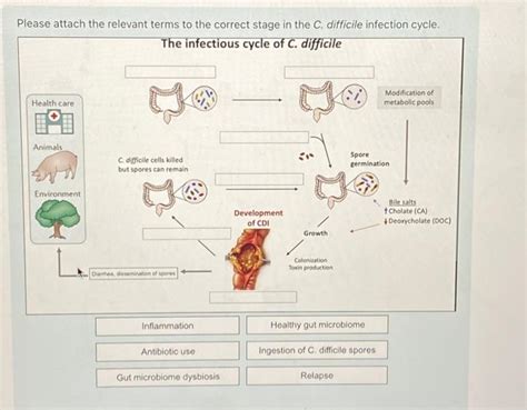 Solved Please Attach The Relevant Terms To The Correct Stage