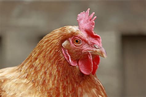 닭 암탉 새 Pixabay의 무료 사진