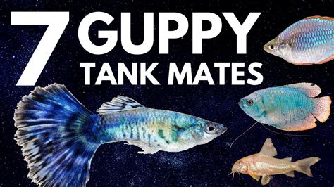 7 Most Popular Guppy Tank Mates You Need To Try Youtube