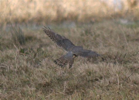 Weedons World Of Nature Merlin Sex Mystery