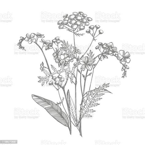 야생 식물의 가지 잊어 나 아니와 탄시 빈티지 인그레이빙 일러스트 손으로 그린 꽃과 허브의 꽃다발 식물 그림입니다 0명에 대한 스톡 벡터 아트 및 기타 이미지 Istock