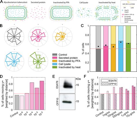 Macrophage Facing M Tuberculosis Stimuli A Treatments Applied To M