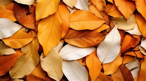 가을 단풍 매혹적인 배경과 질감 가을 프레임 가을 시즌 떨어지다 배경 일러스트 및 사진 무료 다운로드 Pngtree