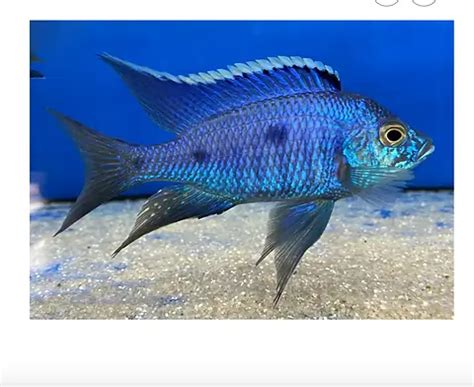 Copadichromis Azureus 5cm Home Of Cichlids