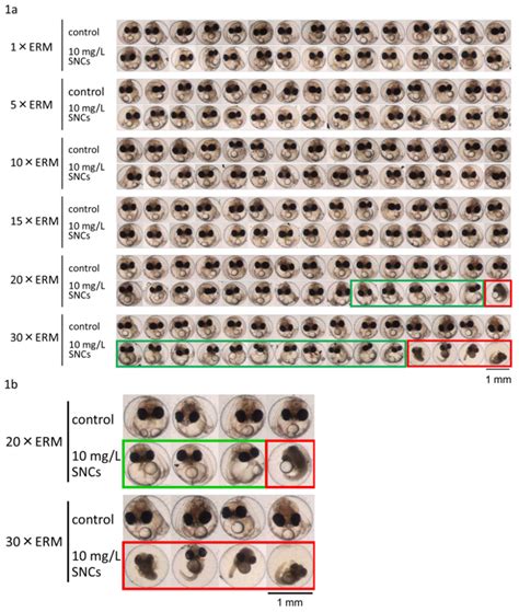 Salinity Dependent Toxicity Assay Of Silver Nanocolloids Using Medaka