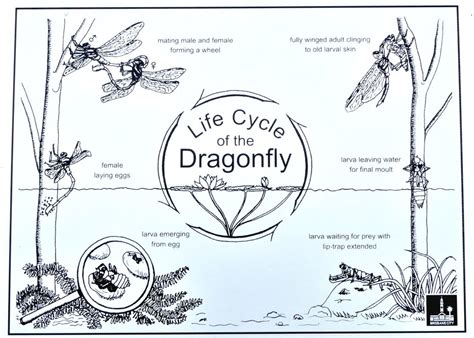 Dragonflies And Damselflies Life Cycle