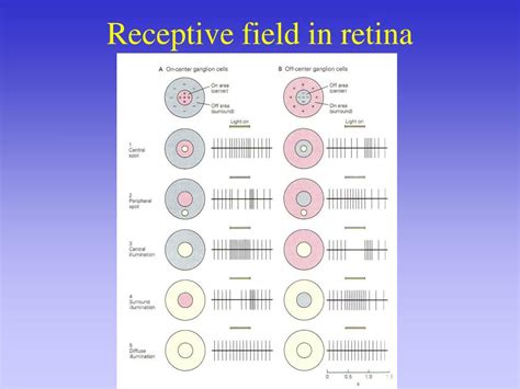 Ppt Concept Of Receptive Field Powerpoint Presentation Free Download