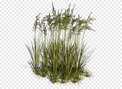 Tree Shrub Lawn Tree Herbaceous Plant Landscape Png PNGEgg